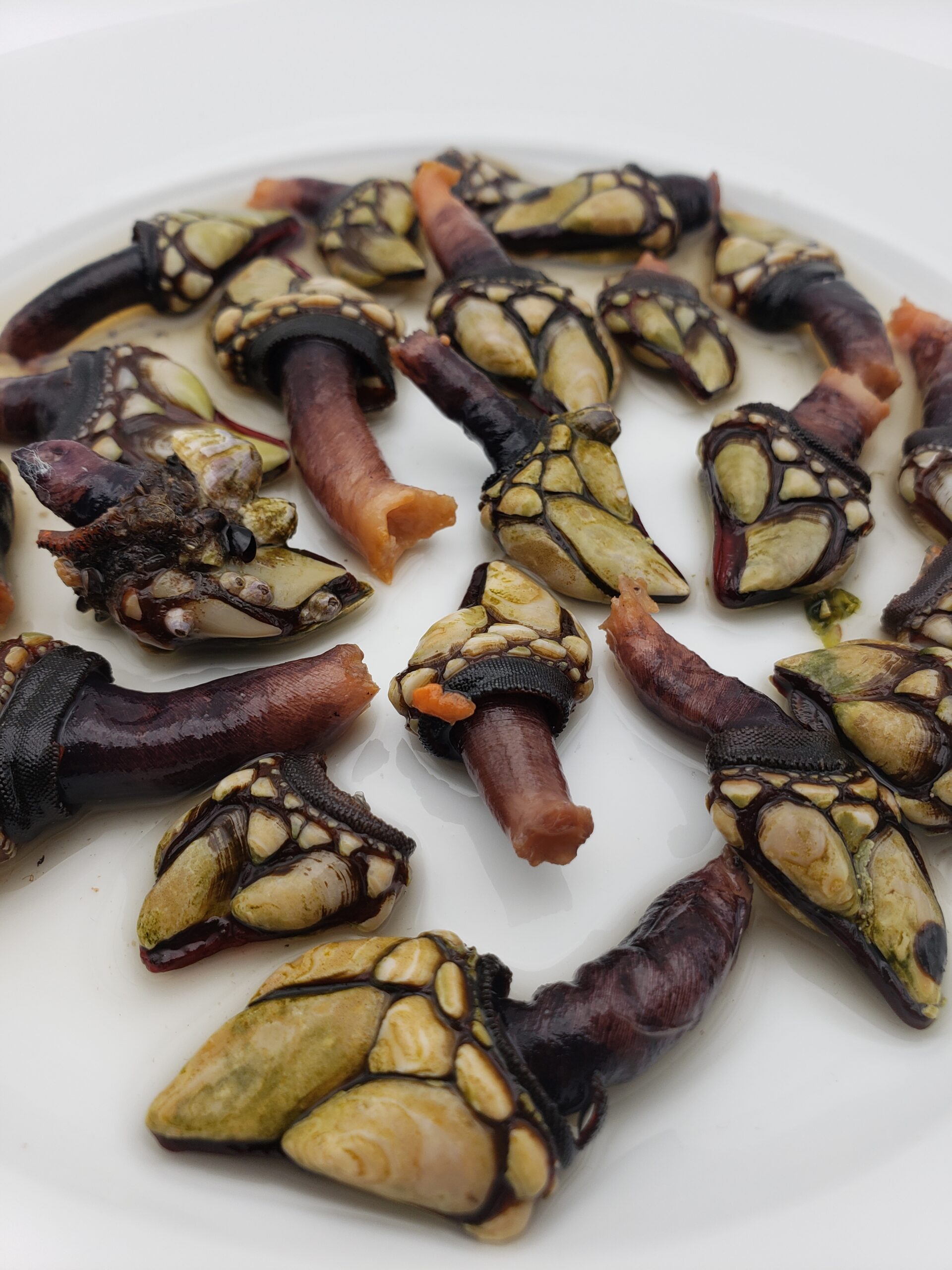 Conservas de Cambados Barnacles in Brine - RTG.fish - Rainbow Tomatoes ...