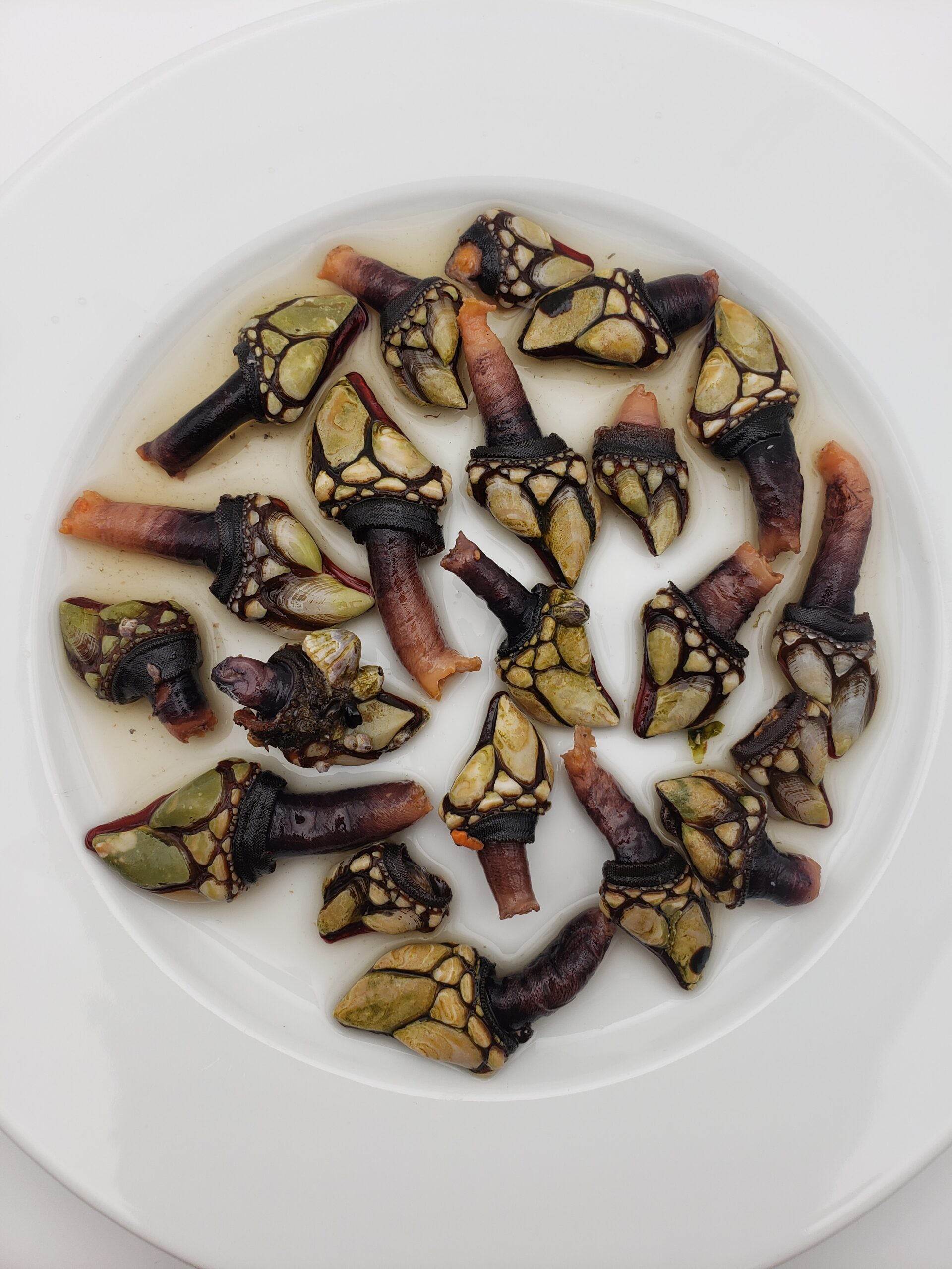 Conservas de Cambados Barnacles in Brine - RTG.fish - Rainbow Tomatoes ...